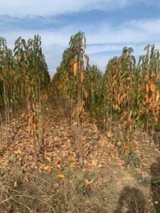 What To The Best Way To Plant Cherry Trees At The Right Time According ...